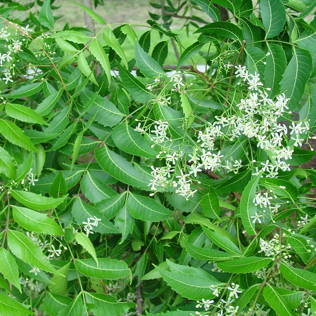 neem tree flower features