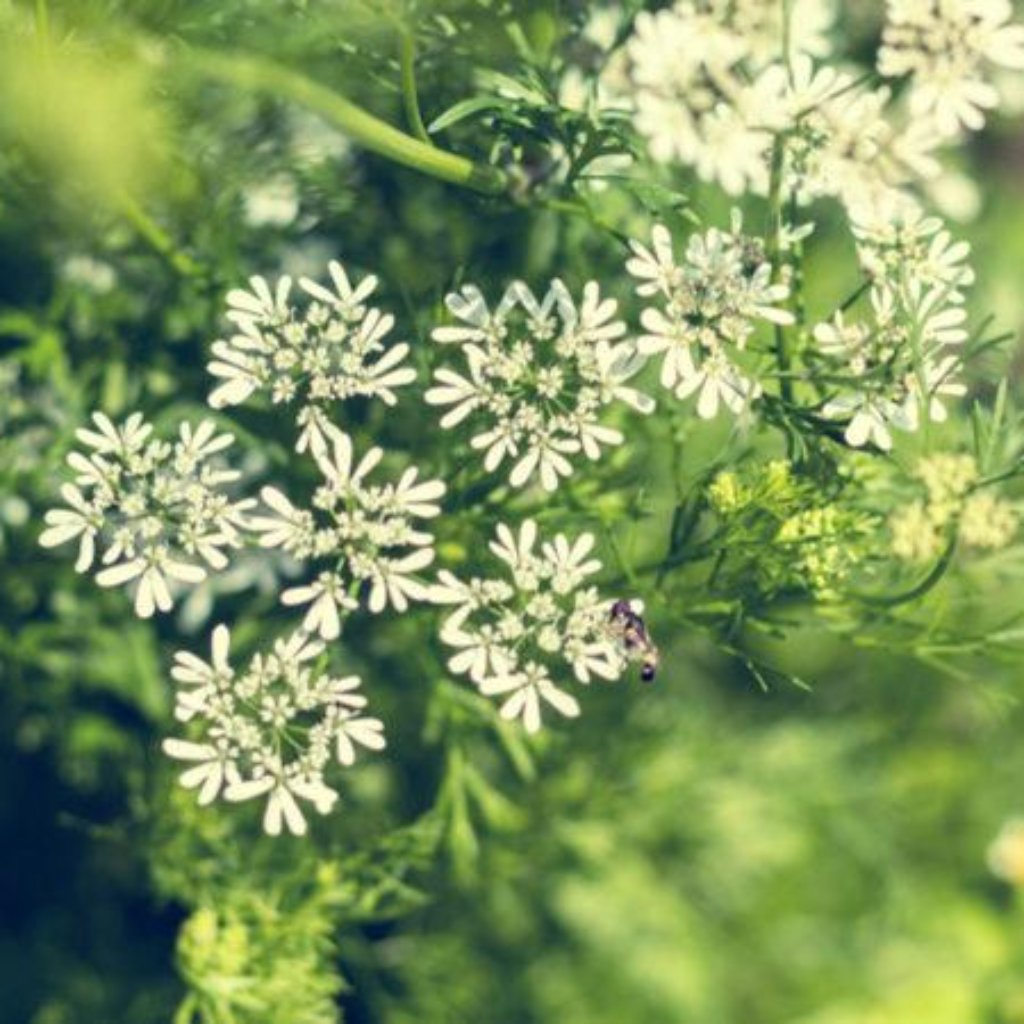 Anise Seed Essential Oil – Medicine Flower