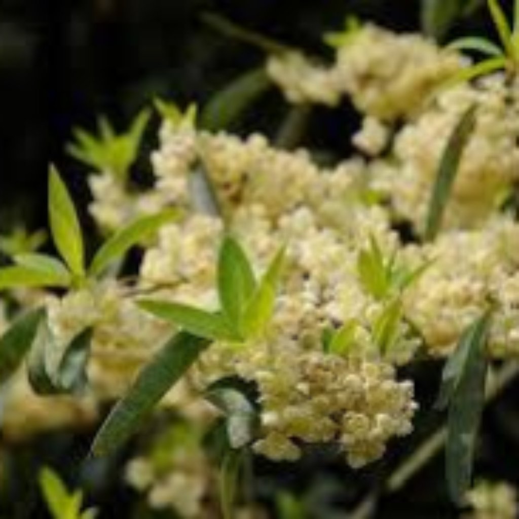 Litsea -May Chang – Medicine Flower