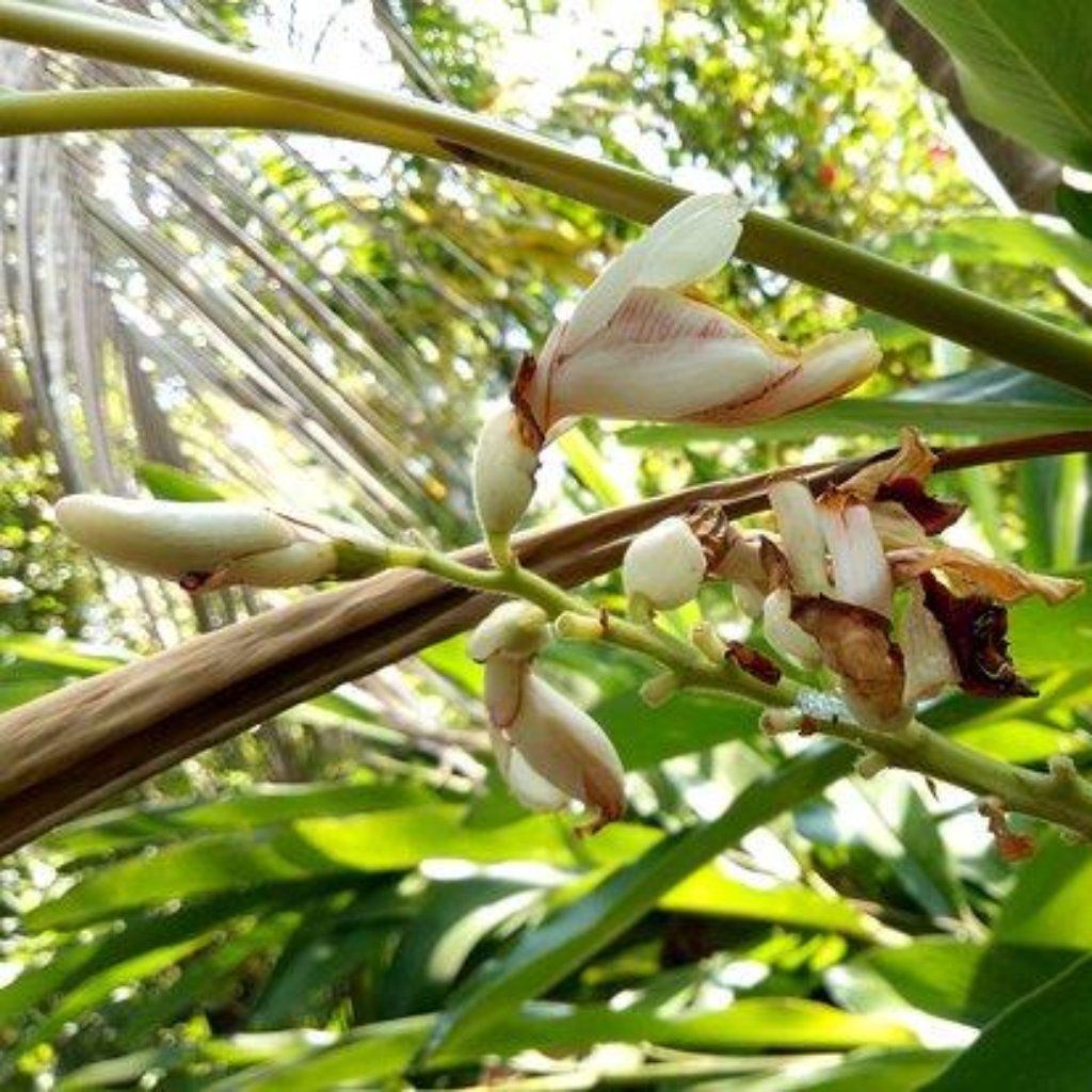 Cardamom Essential Oil – Medicine Flower