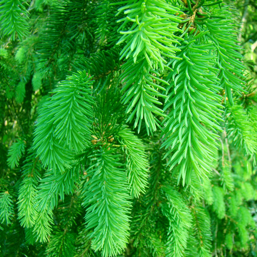 Spruce – Medicine Flower